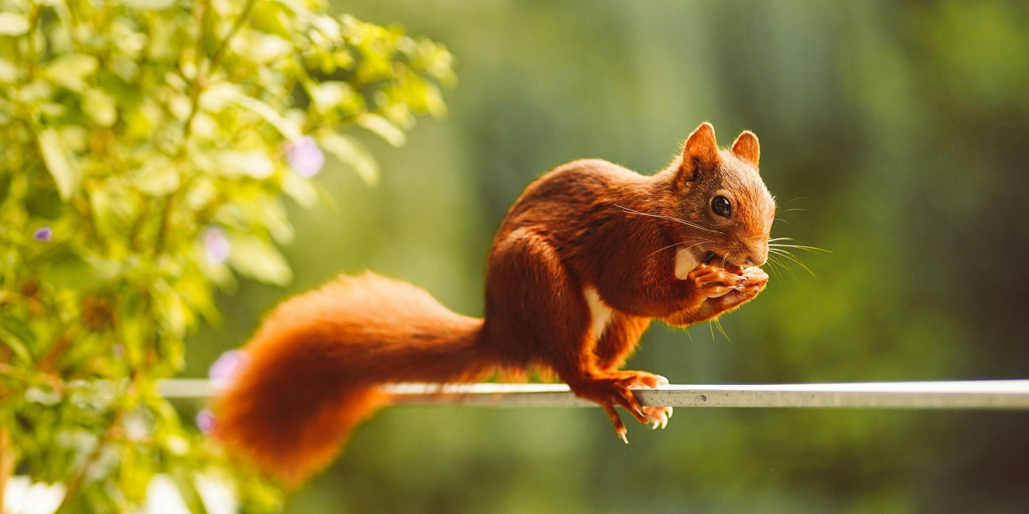 Maginon Trail Cameras – High-Resolution Cameras for Wildlife Observati